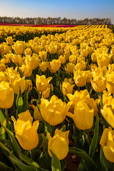 Gallery | Norfolk Tulips