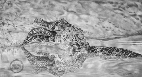 Caiman - Print | Keepsakes&Portraits