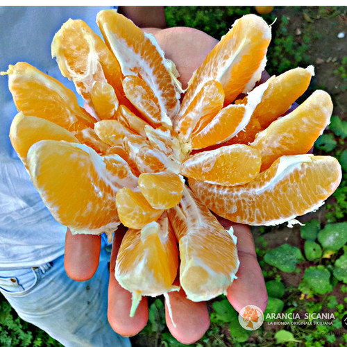 Arance da Tavola - 15 kg | Arancia Sicania di Ribera