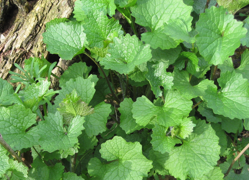 Garlic Mustard: A Wild Food Gem