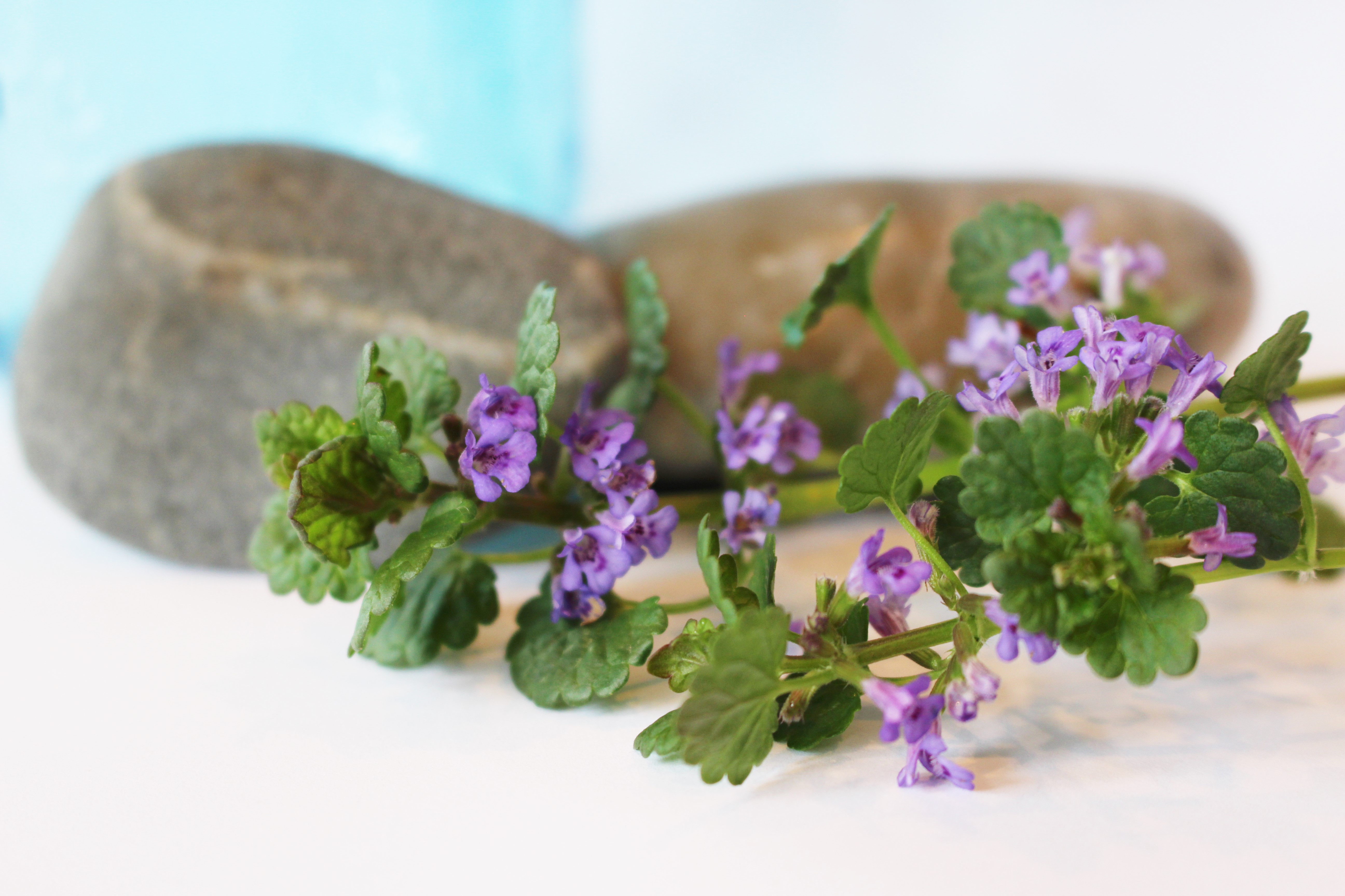 Why I Love Creeping Charlie…