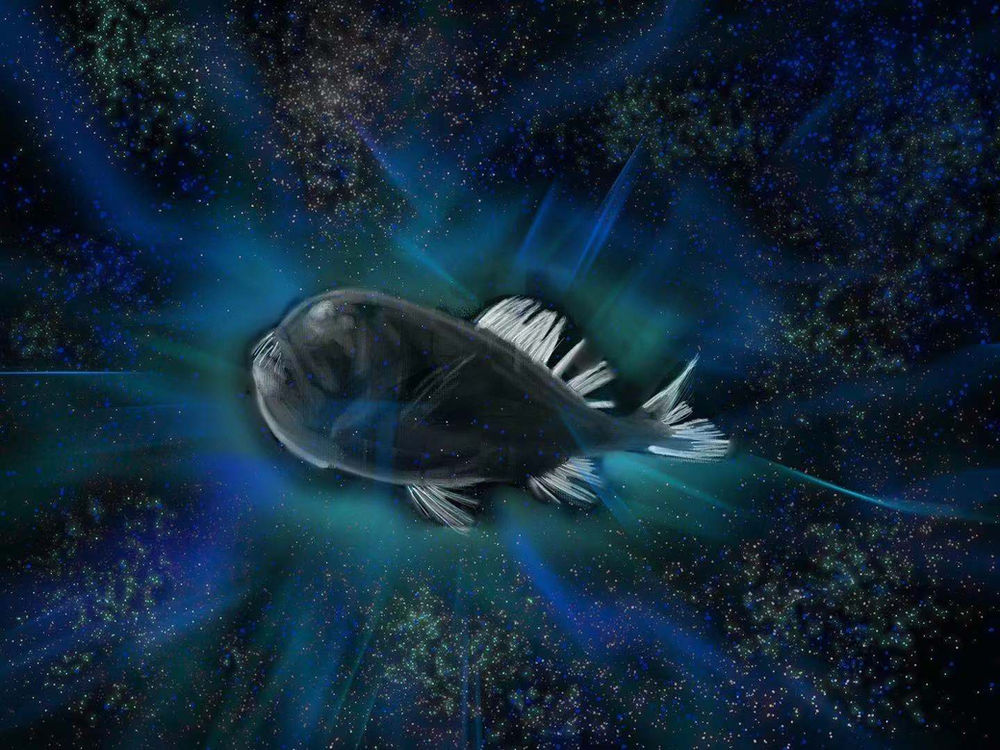 The Mysterious Disappearance of the Ultra-Black Fish