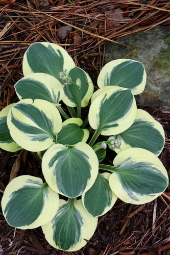 Mighty Mouse | HOSTA SHADE PLANTS