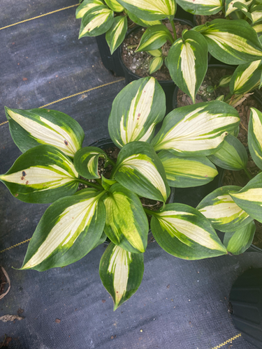 Vulcan | HOSTA SHADE PLANTS