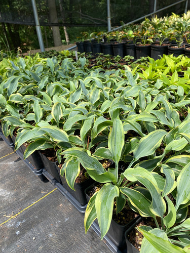 Picasso | HOSTA SHADE PLANTS