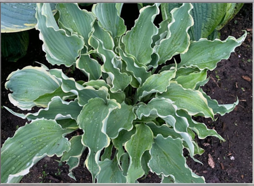 Dancing in the Moonlight | HOSTA SHADE PLANTS