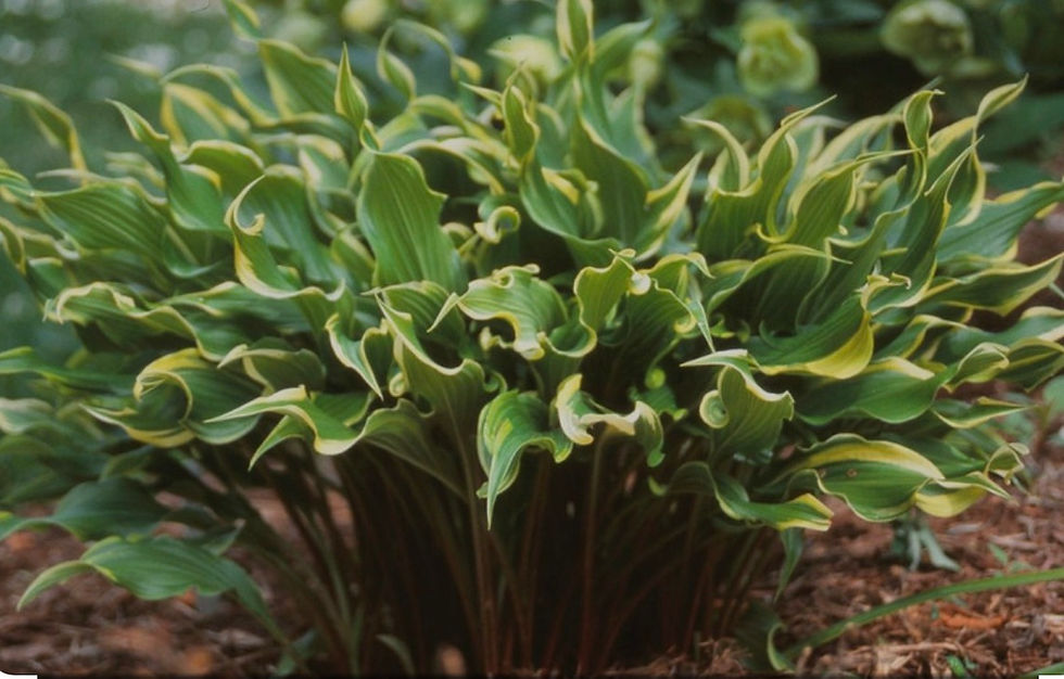 Hosta Shade Plants | Silvers Elbert Nursery
