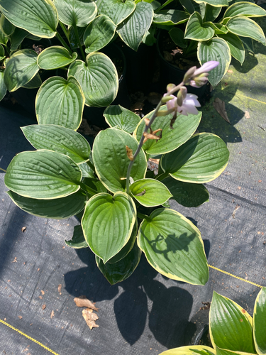 Christmas Tree | HOSTA SHADE PLANTS