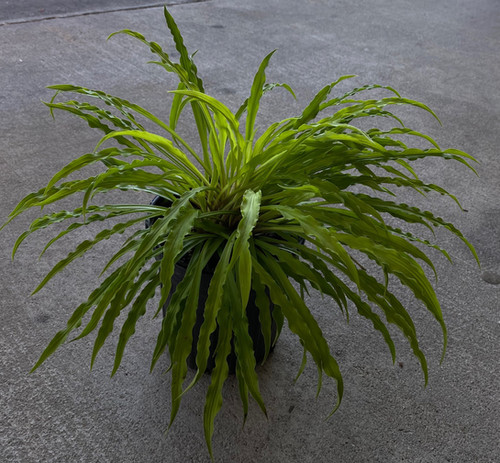 Party Streamer | HOSTA SHADE PLANTS