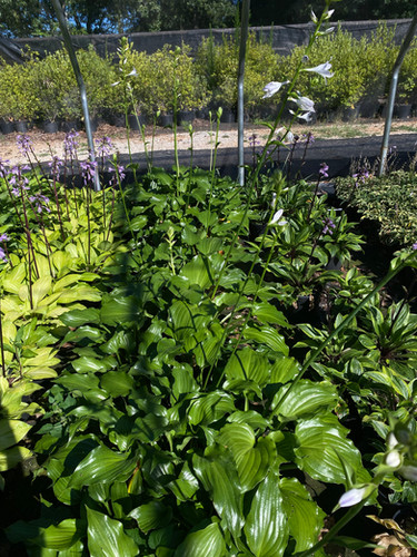 Glossy Ruffles | HOSTA SHADE PLANTS