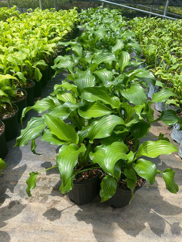 Glossy Ruffles | HOSTA SHADE PLANTS
