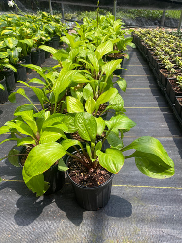 Lemon Snap | HOSTA SHADE PLANTS