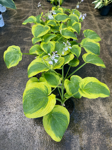 Twin Cities | HOSTA SHADE PLANTS