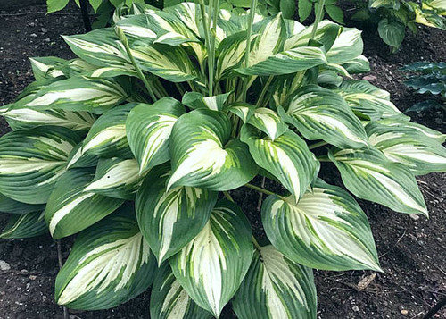 Miss America | HOSTA SHADE PLANTS