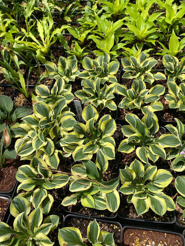 Funny Mouse | HOSTA SHADE PLANTS