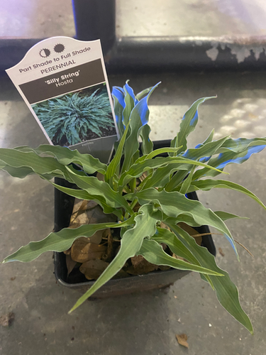Silly String | HOSTA SHADE PLANTS