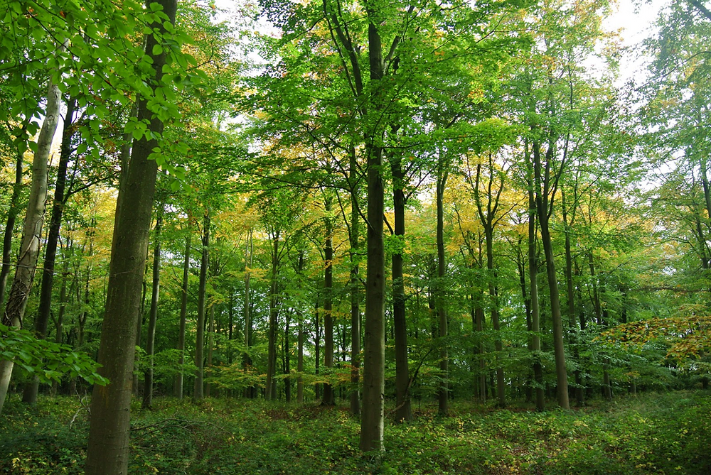 HAUGH WOOD - Flurries Of Butterflies In An Ancient Wood