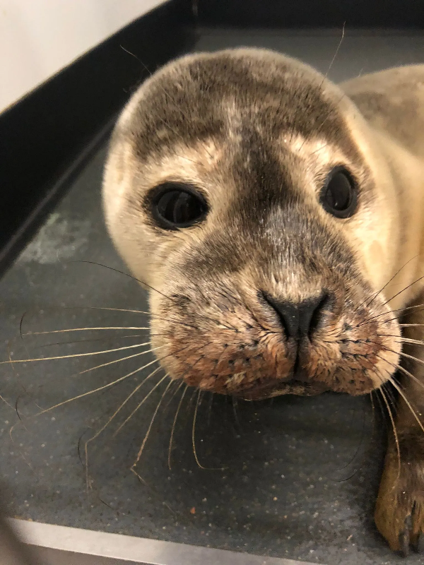 How You Can Help | Teesmouth Seal Rescue