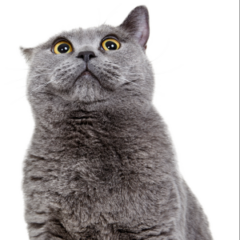 George Menz | Pumpkin Pet Insurance