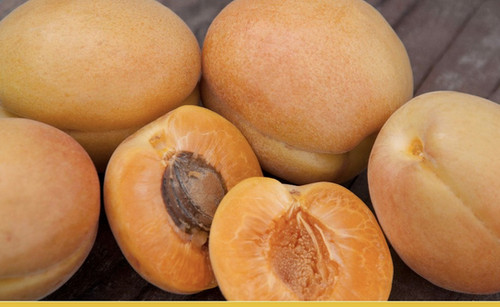 Apricot Harcot | Timber Shack