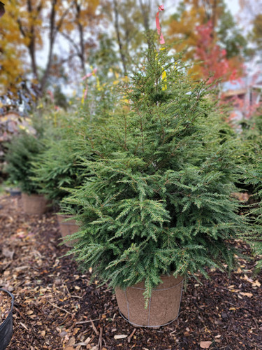 Canadian Hemlock | Timber Shack