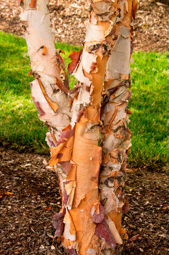 River Birch | Timber Shack