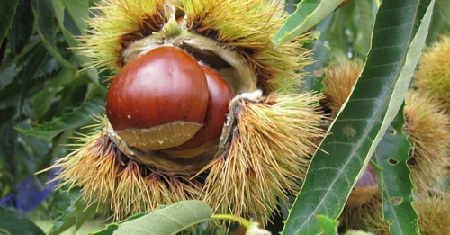 Chestnut Colossal | Timber Shack