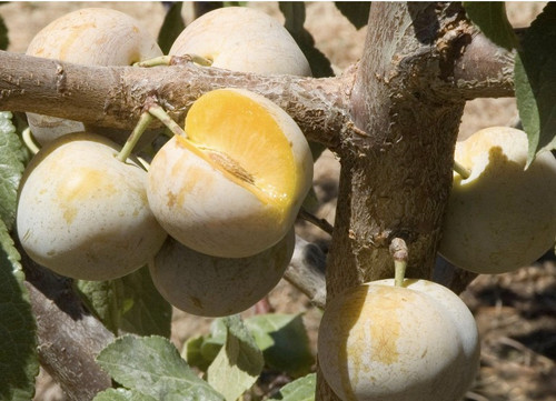 Green Gage Plum (Bavay's European) | Timber Shack