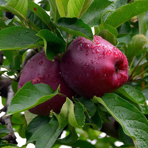 Apple Red Delicious (Semi-Dwarf) | Timber Shack