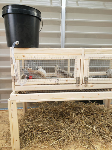 Single TierKit | Dale's Quails