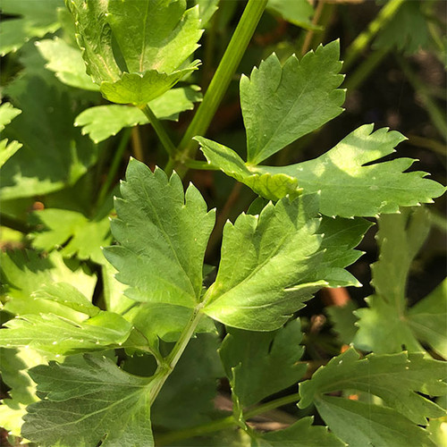 Native Celery (Apium Annuum) | Red Centre