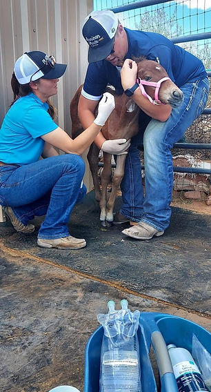 Penny Lane Foal Rescue, Rio Rancho, youth lessons, horse rescue