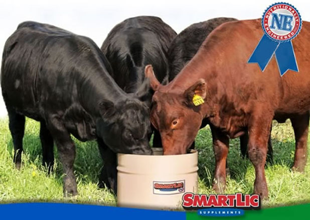 SMART LIC | RVS AG DISTRIBUTION