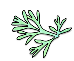 Northern California Soap | Californica Soap Co. | San Francisco