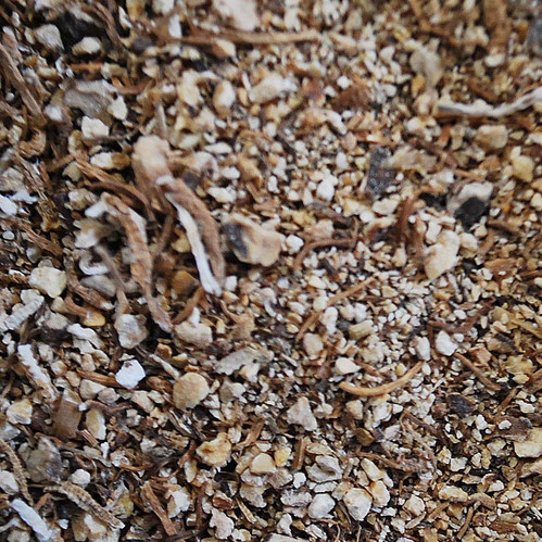 Beth Root | Dragonsmantle