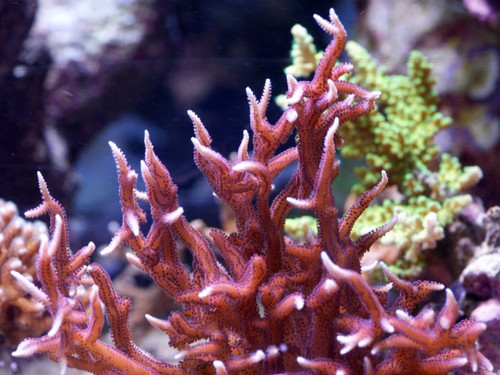 Dagger Tip Neon Pink Birdsnest (Click for Sizes) | reefcorals