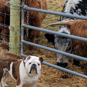 Home | Pleasant Pastures