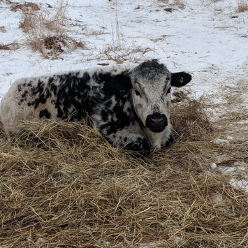 Home | Pleasant Pastures