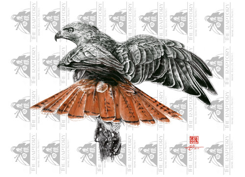 Red Tailed Hawk Print | The Raptory