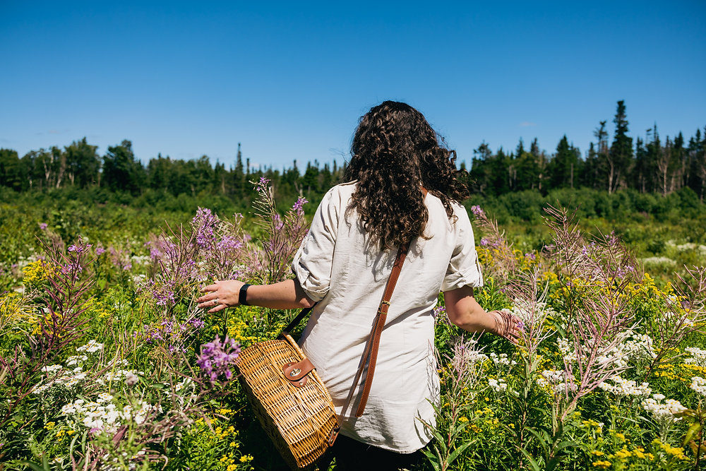 Edible Plants and Foraging Tips for Newfoundland