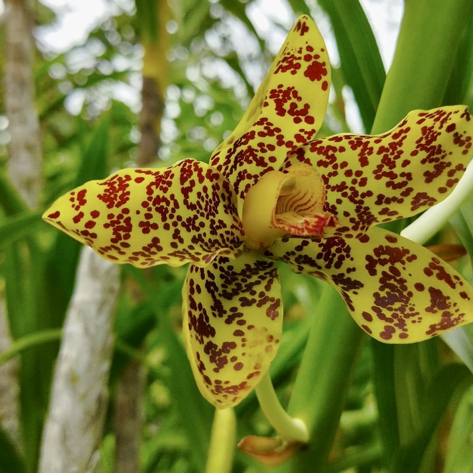 The Beautiful Flowers of Malaysia 🌺