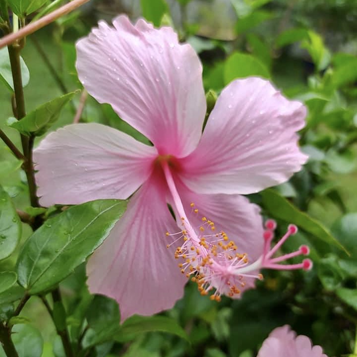The Beautiful Flowers of Malaysia 🌺