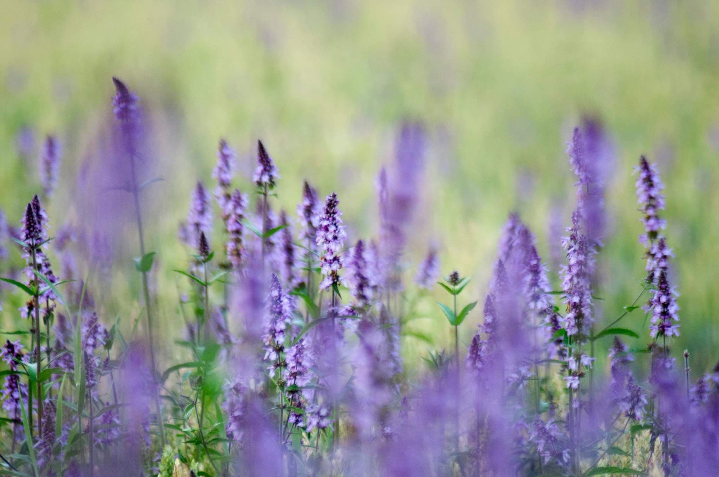 UTULA NATURE | Treatments | Retreat | Saimaa | Mindfulness