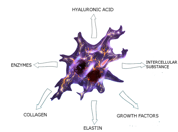 Fibrocell procedure | gurhanulusoy