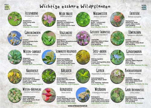20 wichtige essbare Wildpflanzen, POSTER DinA4 | Wilde Werkstatt