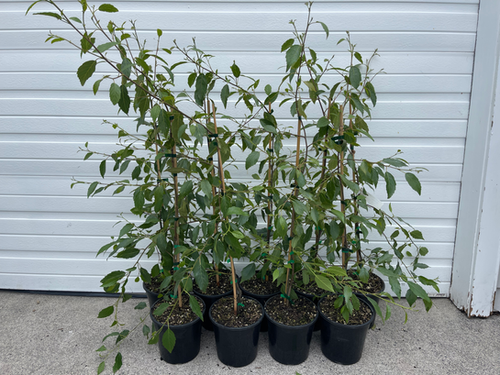 Alnus jorullensis "Mexican Alder" | Botanic Creations