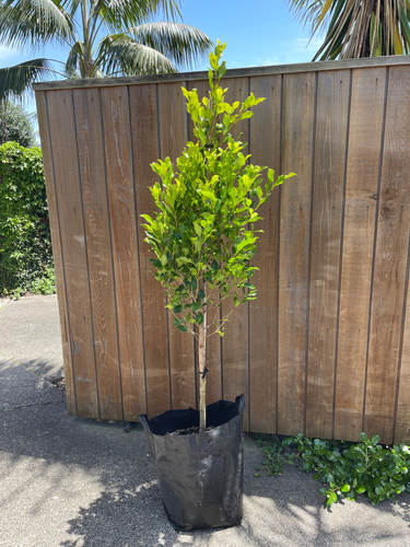 Ficus tuffi "pleached" | Botanic Creations
