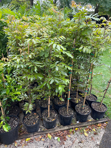 Alectryon excelsus "Titoki" | Botanic Creations