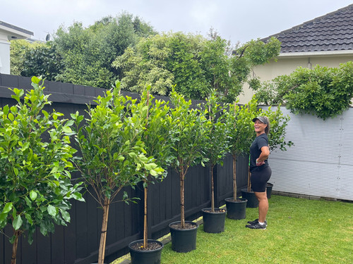 Ficus tuffi “pleached” | Botanic Creations