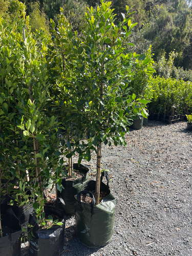 Ficus tuffi "pleached" 45L | Botanic Creations